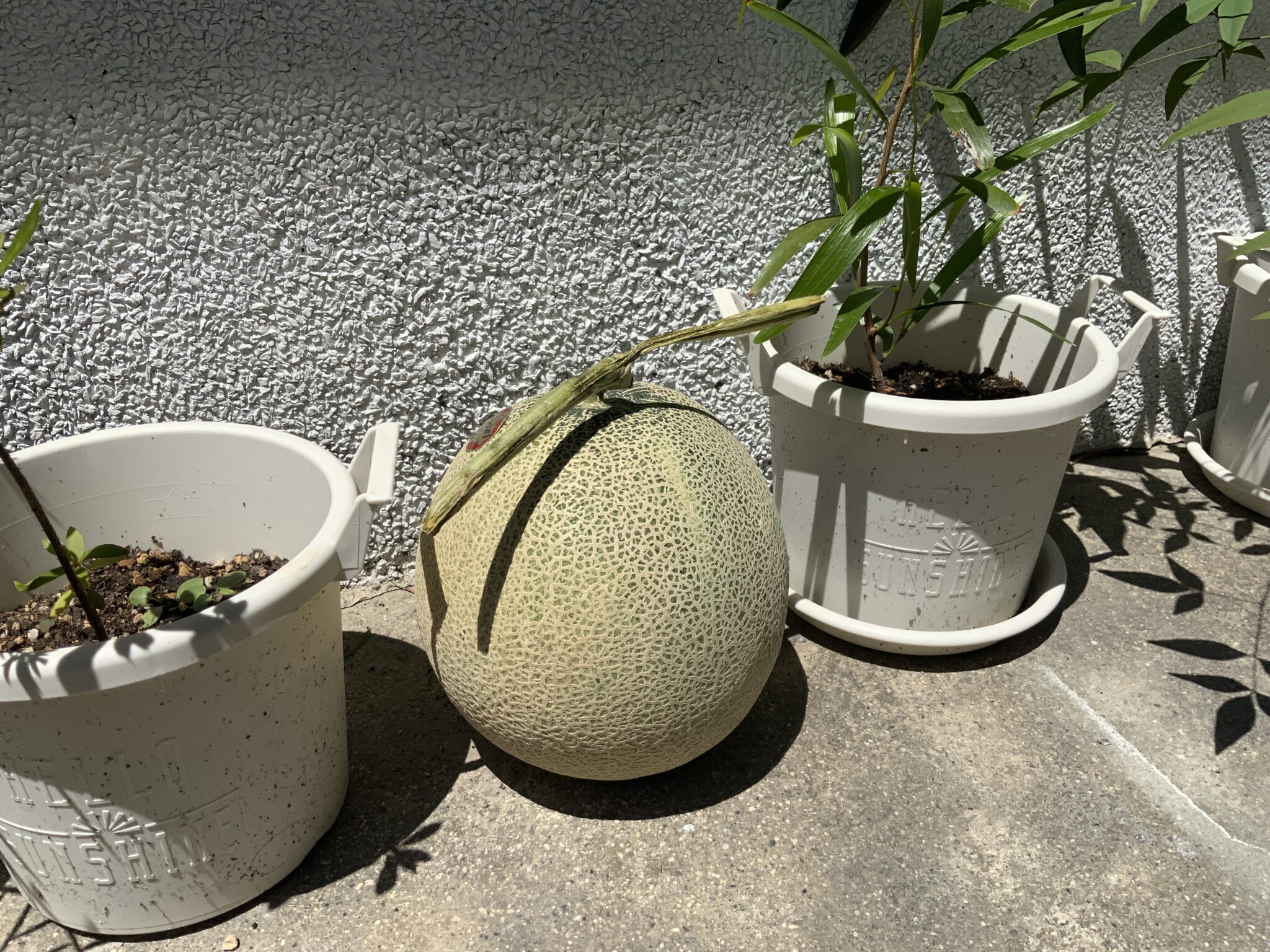 【不動産屋かつ、かき氷屋。🍧】ShuJu不動産のなつやすみ🍉🍈 - 京都×楽しく読める物件紹介 ShuJu不動産！